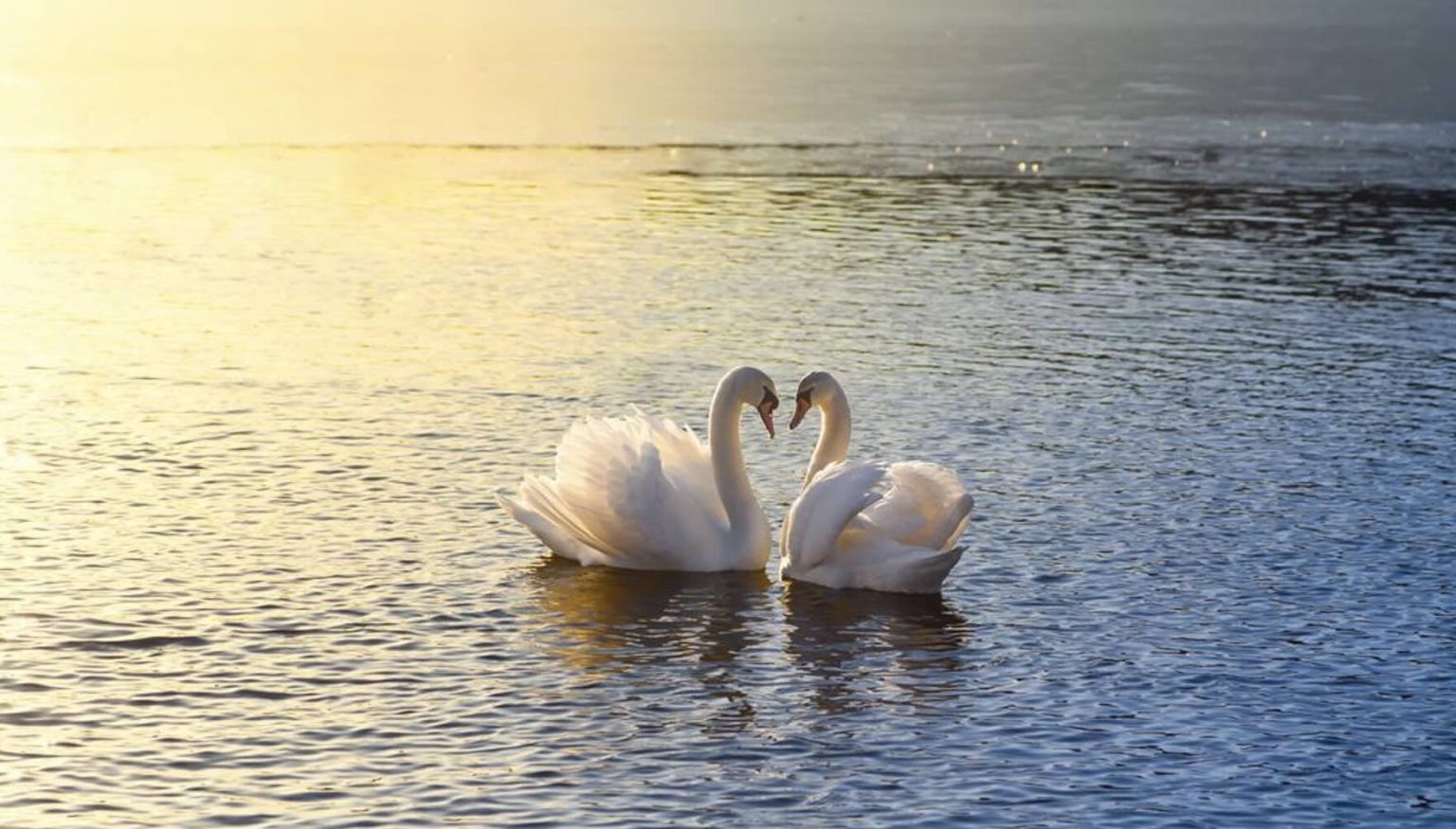 Exploring Symbols of Love Around the World and in Modern Life